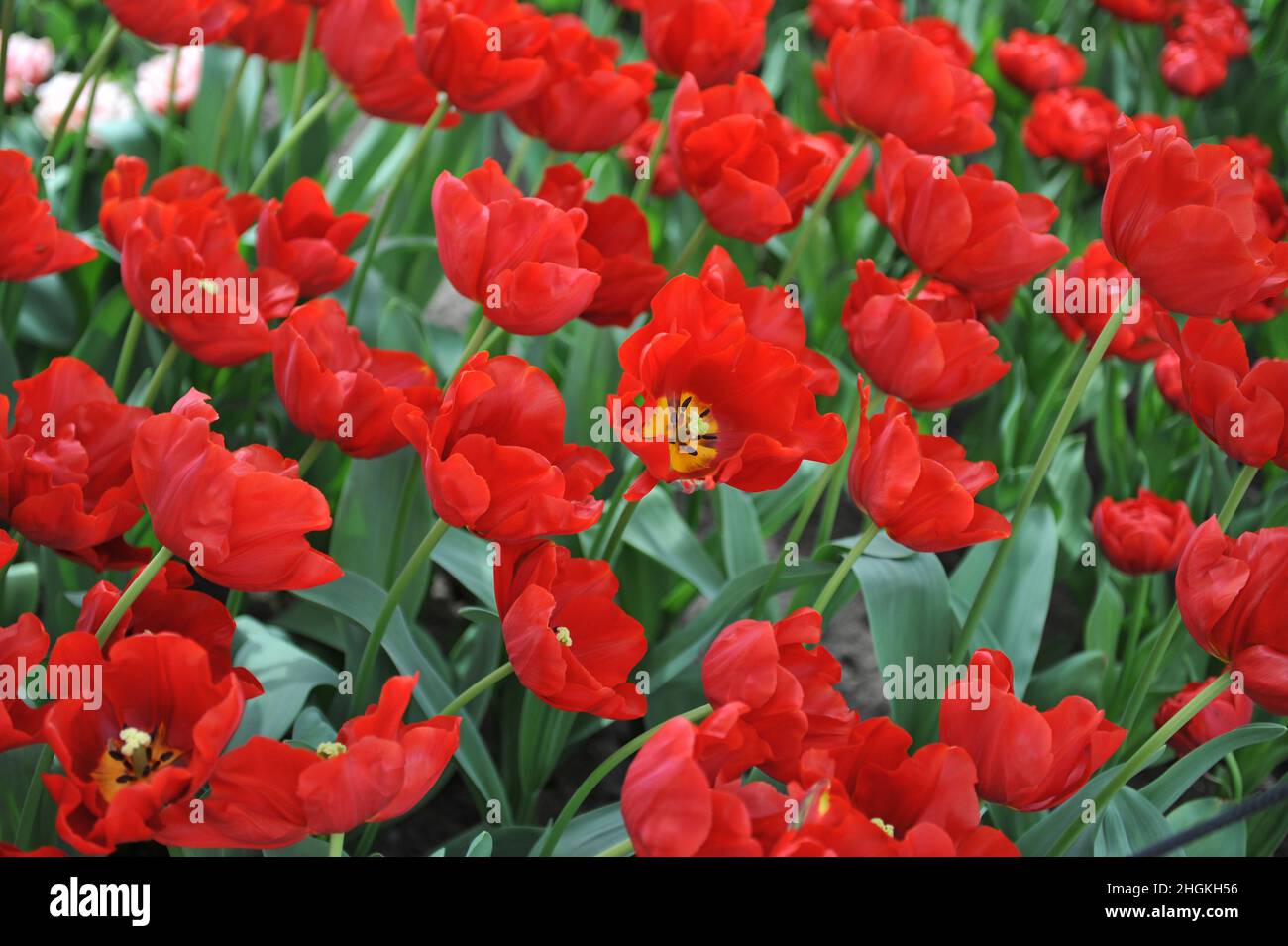 Red Triumph tulips (Tulipa) Heleen Valstar bloom in a garden in April ...