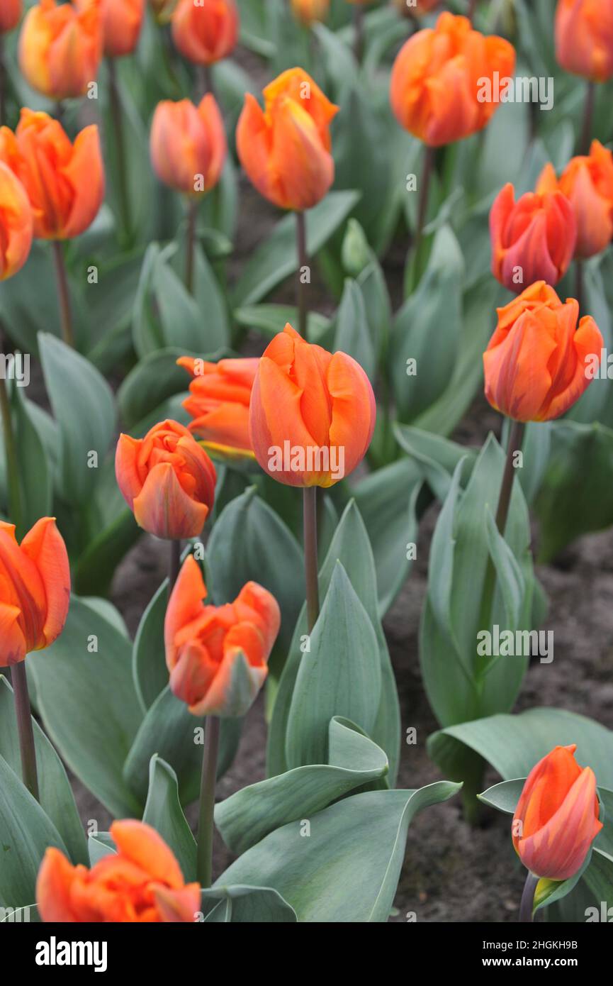 Orange Triumph tulips (Tulipa) Hermitage bloom in a garden in March ...