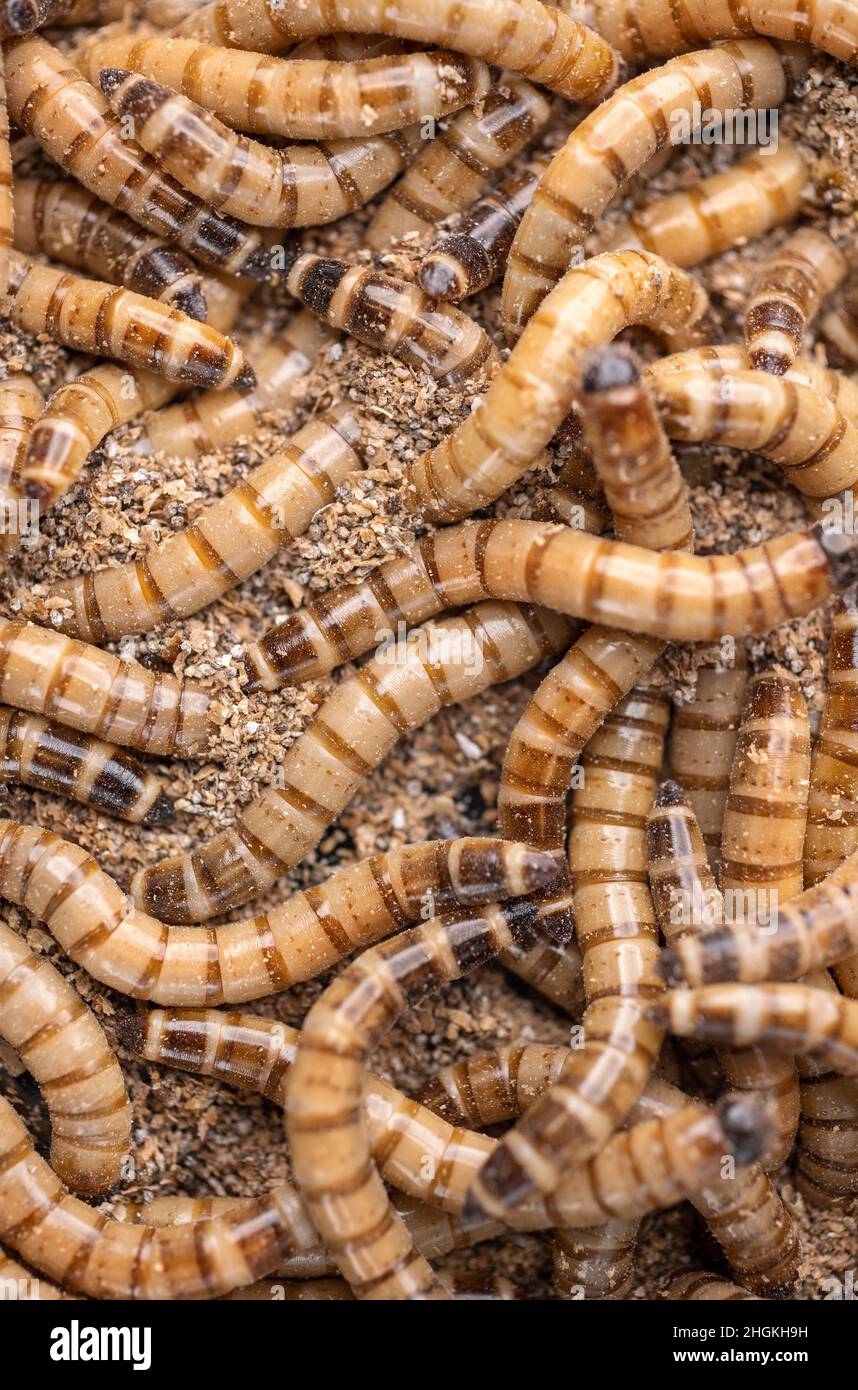 Roundworm microscope hi-res stock photography and images - Alamy