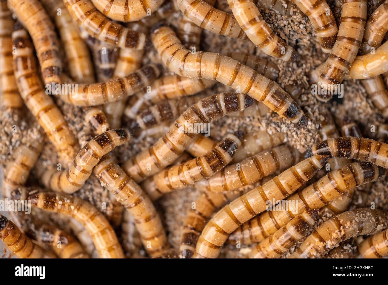 Superworms hi-res stock photography and images - Alamy