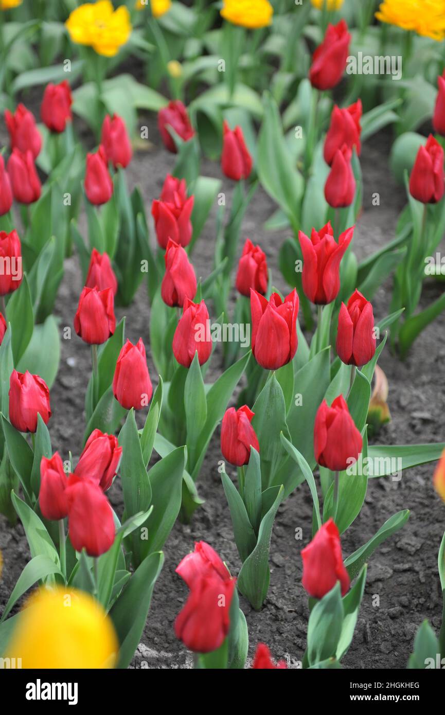 Tulip hong kong hi-res stock photography and images - Alamy
