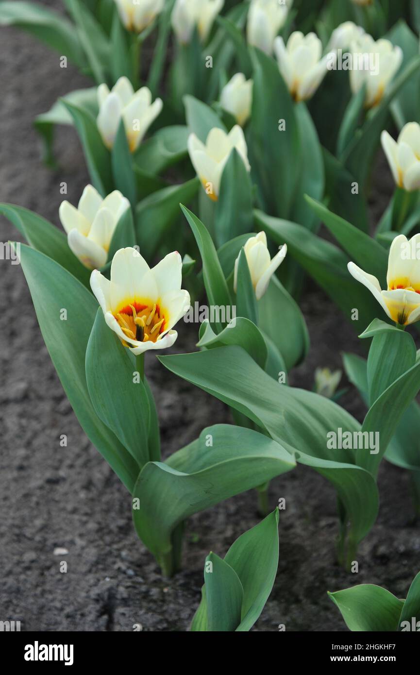 Creamy white Kaufmanniana tulips (Tulipa) Hope bloom in a garden in ...