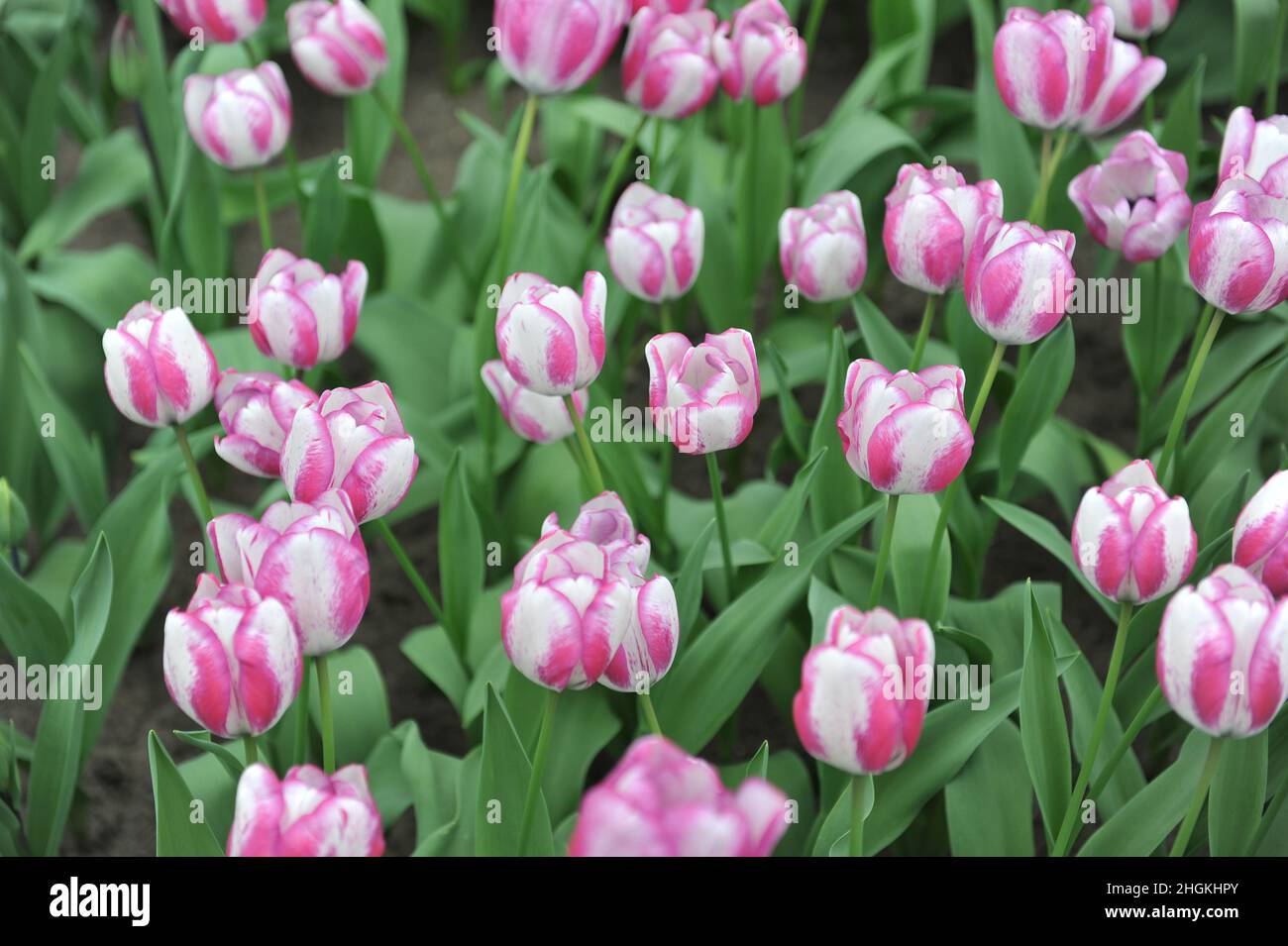 Pink and white Triumph tulips (Tulipa) Hotpants bloom in a garden in ...