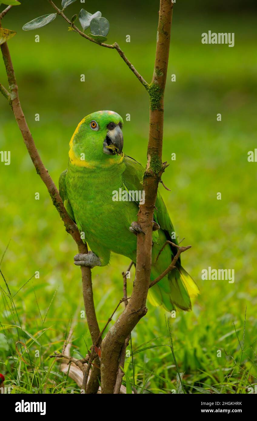Yellow-naped Parrot (Amazona auropalliata Stock Photo - Alamy