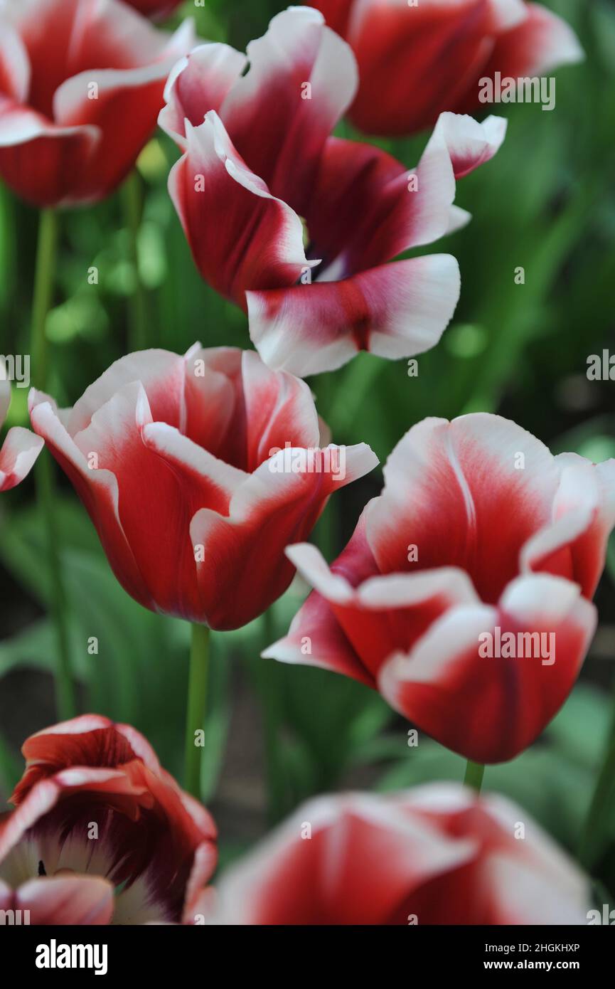 Red and white Triumph tulips (Tulipa) Hyundai bloom in a garden in April Stock Photo - Alamy
