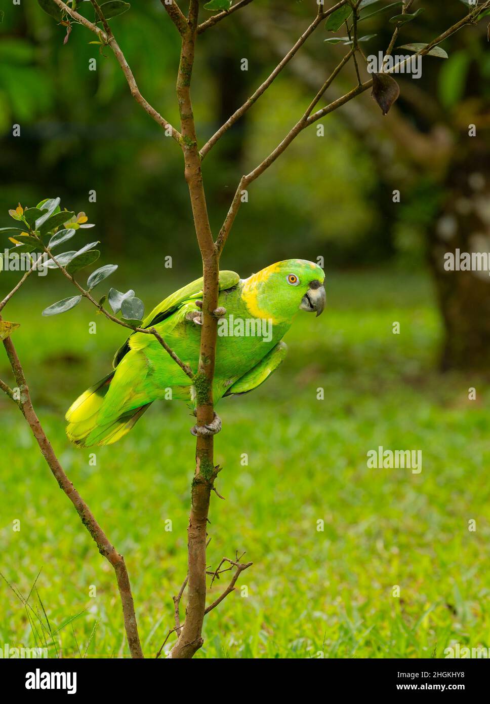 Parrot yellow hi-res stock photography and images - Alamy
