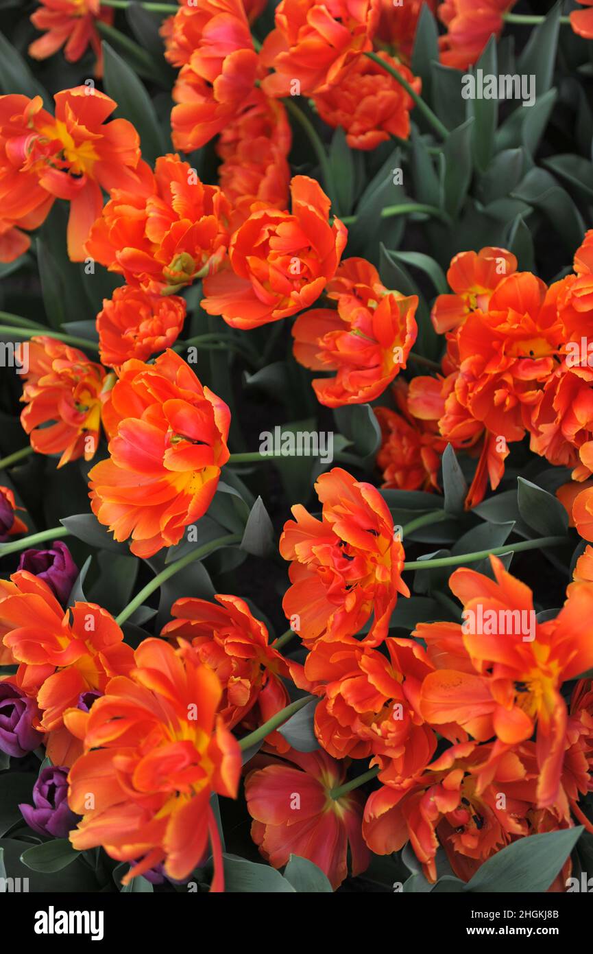 A bouquet of orange peony-flowered Double Late tulips (Tulipa) Icoon in ...
