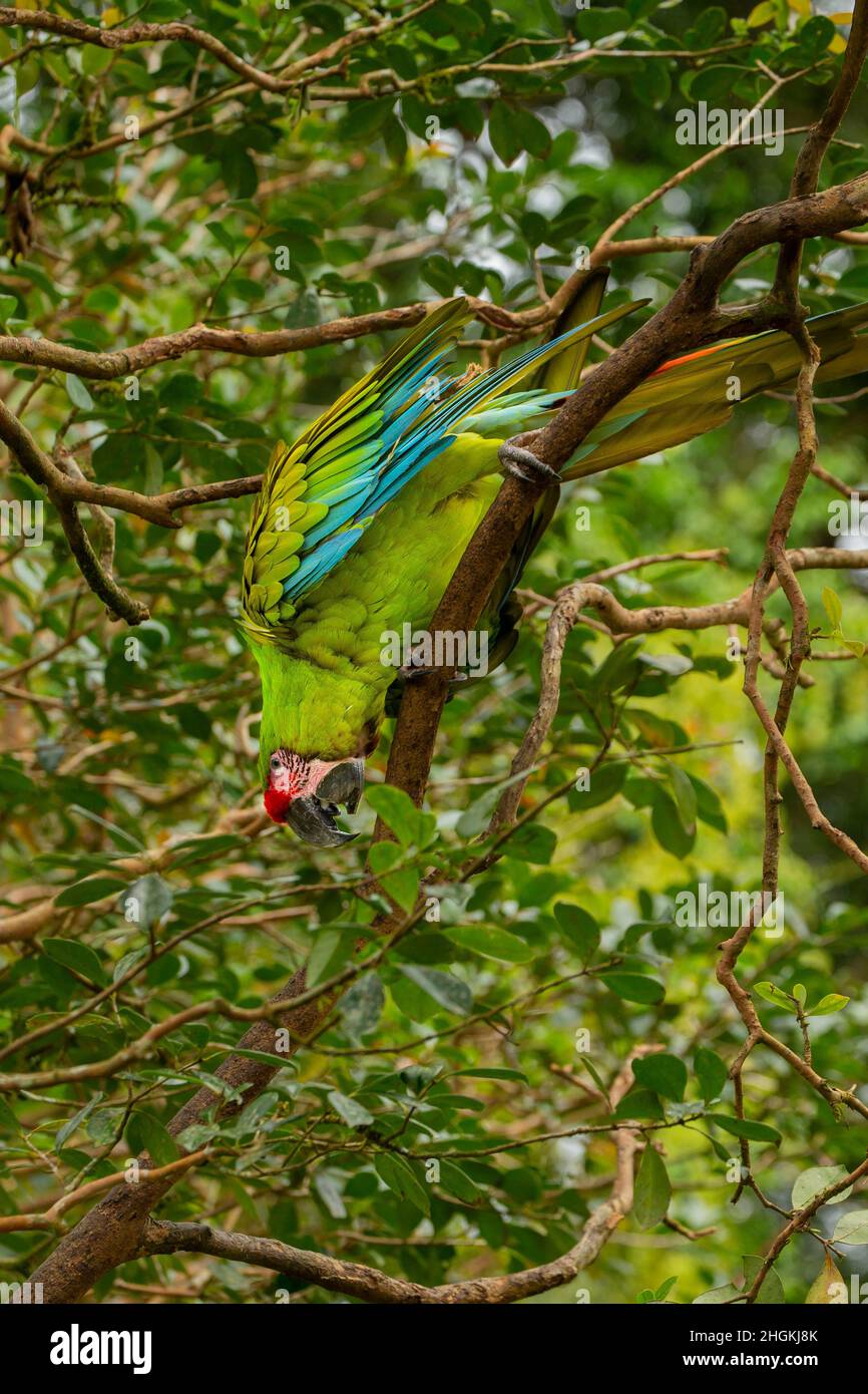 Great Green Macaw (Ara ambiguus Stock Photo - Alamy