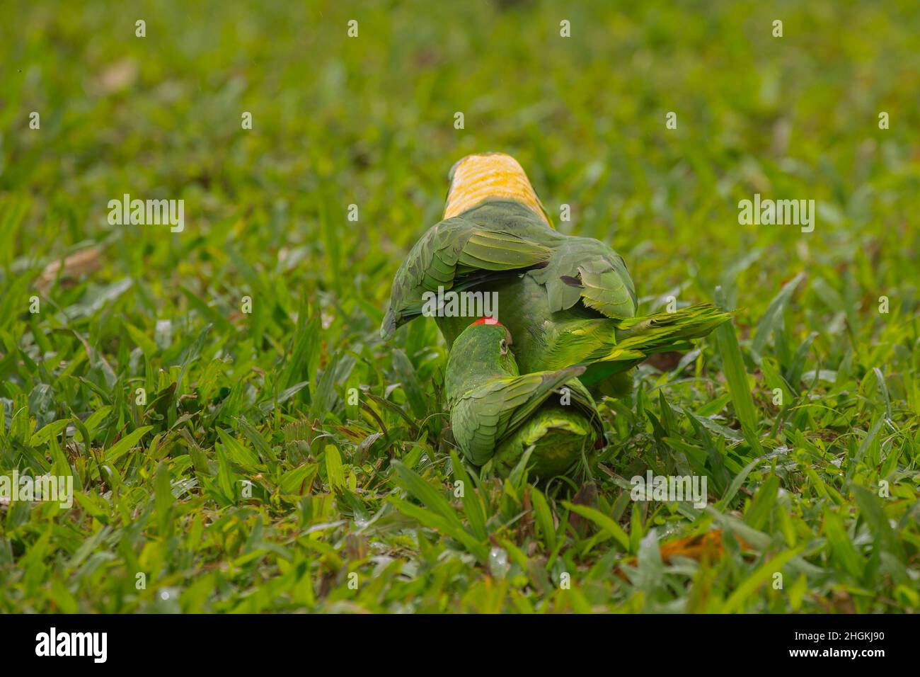 Red-lored Parrot (Amazona autumnalis) grooming Yellow-naped Parrot ...