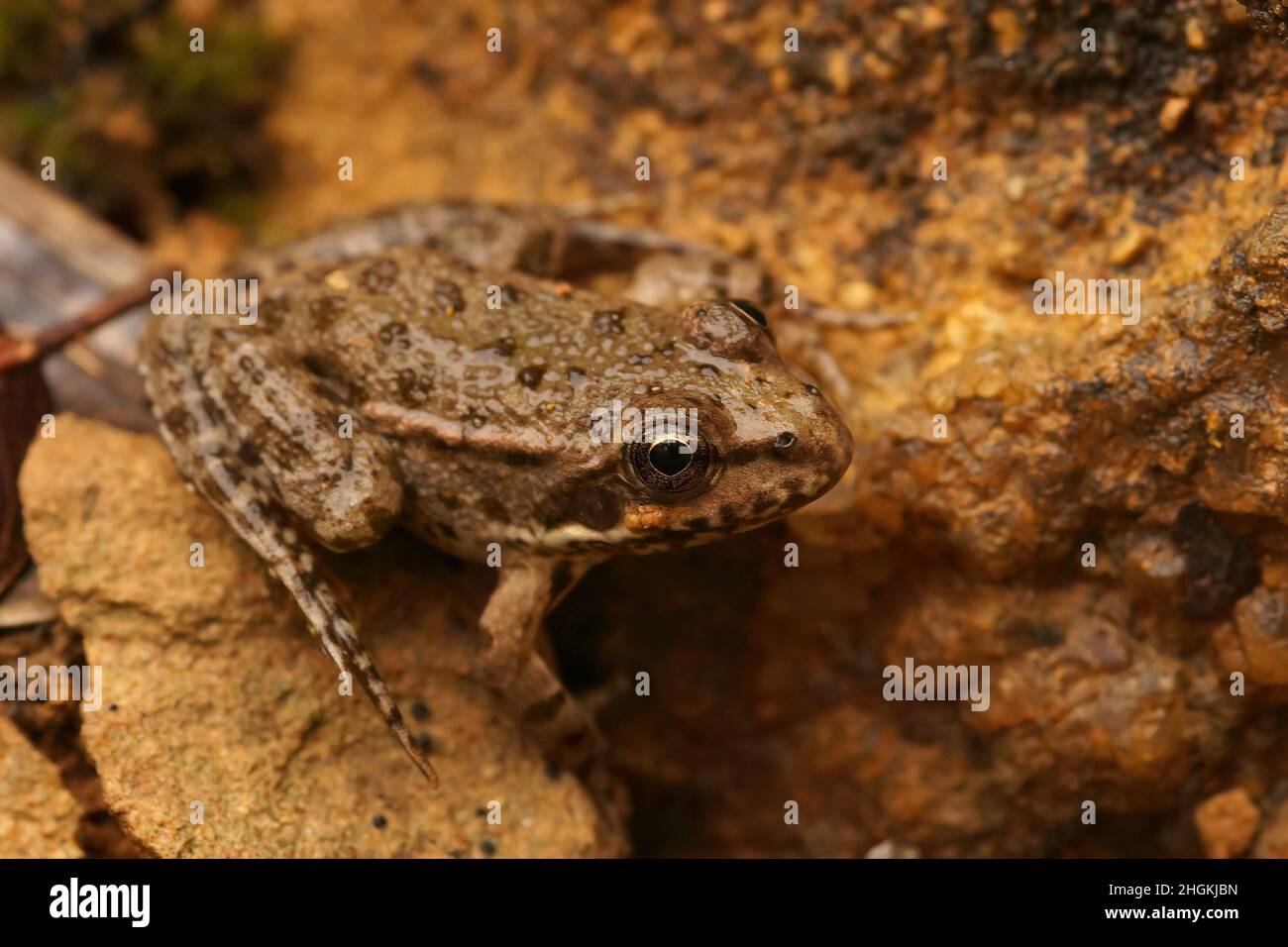 Closeup on a small mediterranean European pool frog, Pelophylax ...