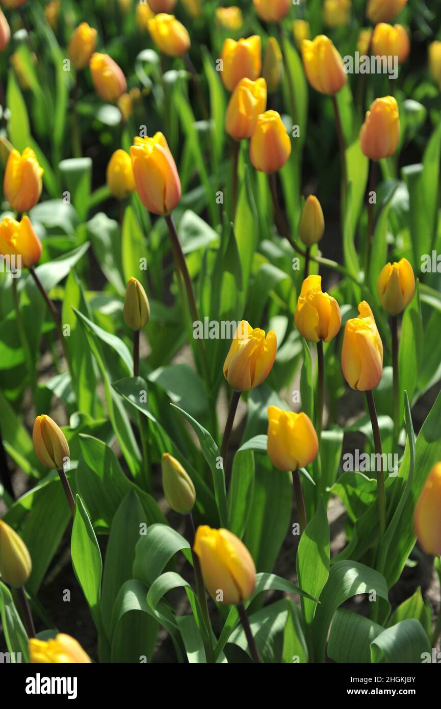 Indian tulip flower hi-res stock photography and images - Alamy