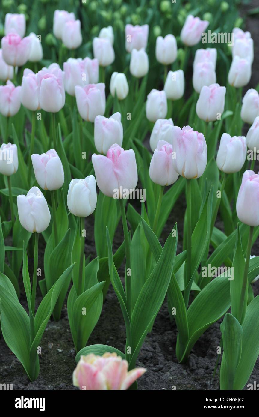White with pink blush Triumph tulips (Tulipa) Infiniti bloom in a ...