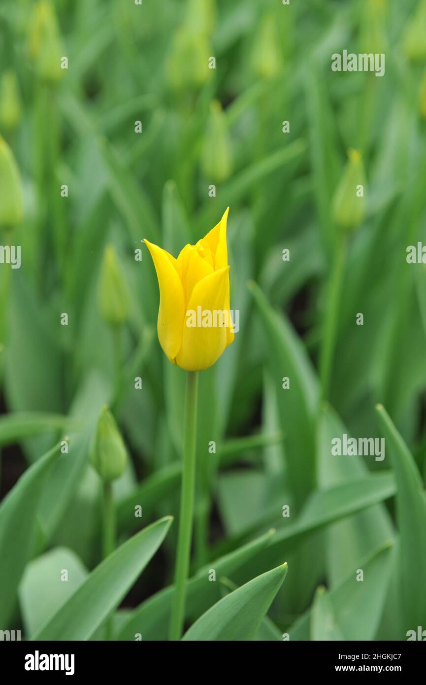 Lily flower tulip hi-res stock photography and images - Alamy