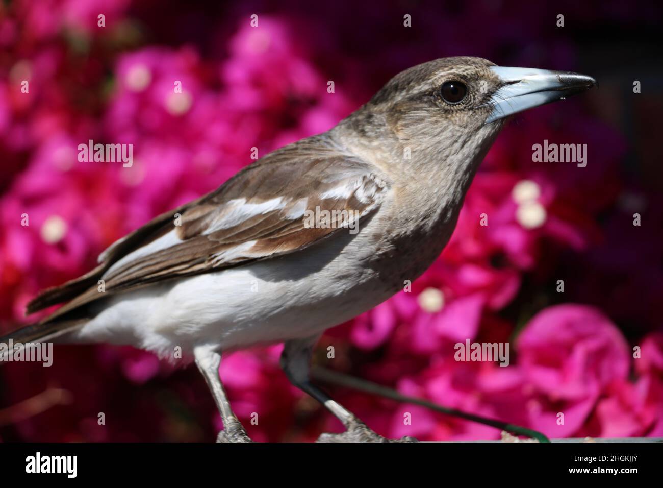Butcher birds hi-res stock photography and images - Alamy