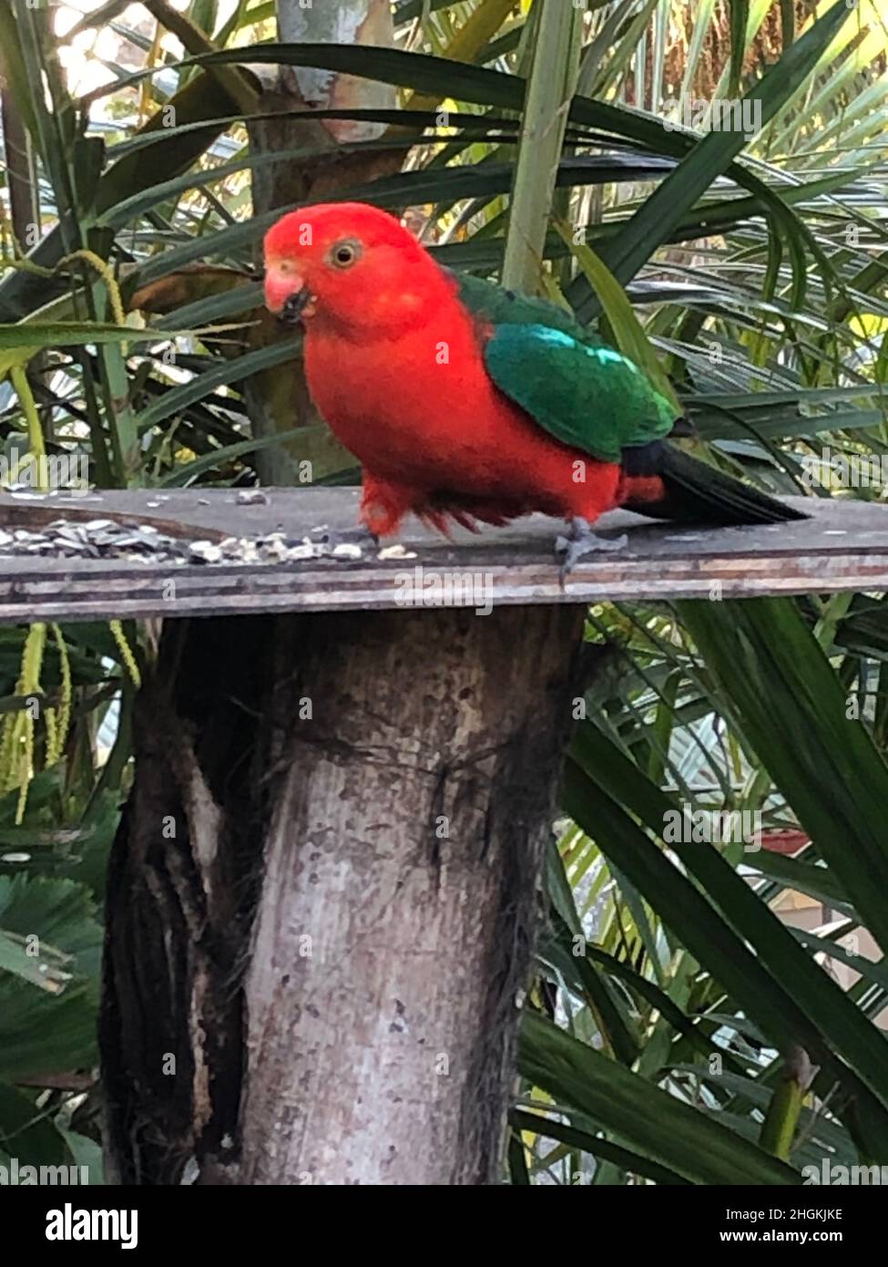 Australian parrots hi-res stock photography and images - Alamy