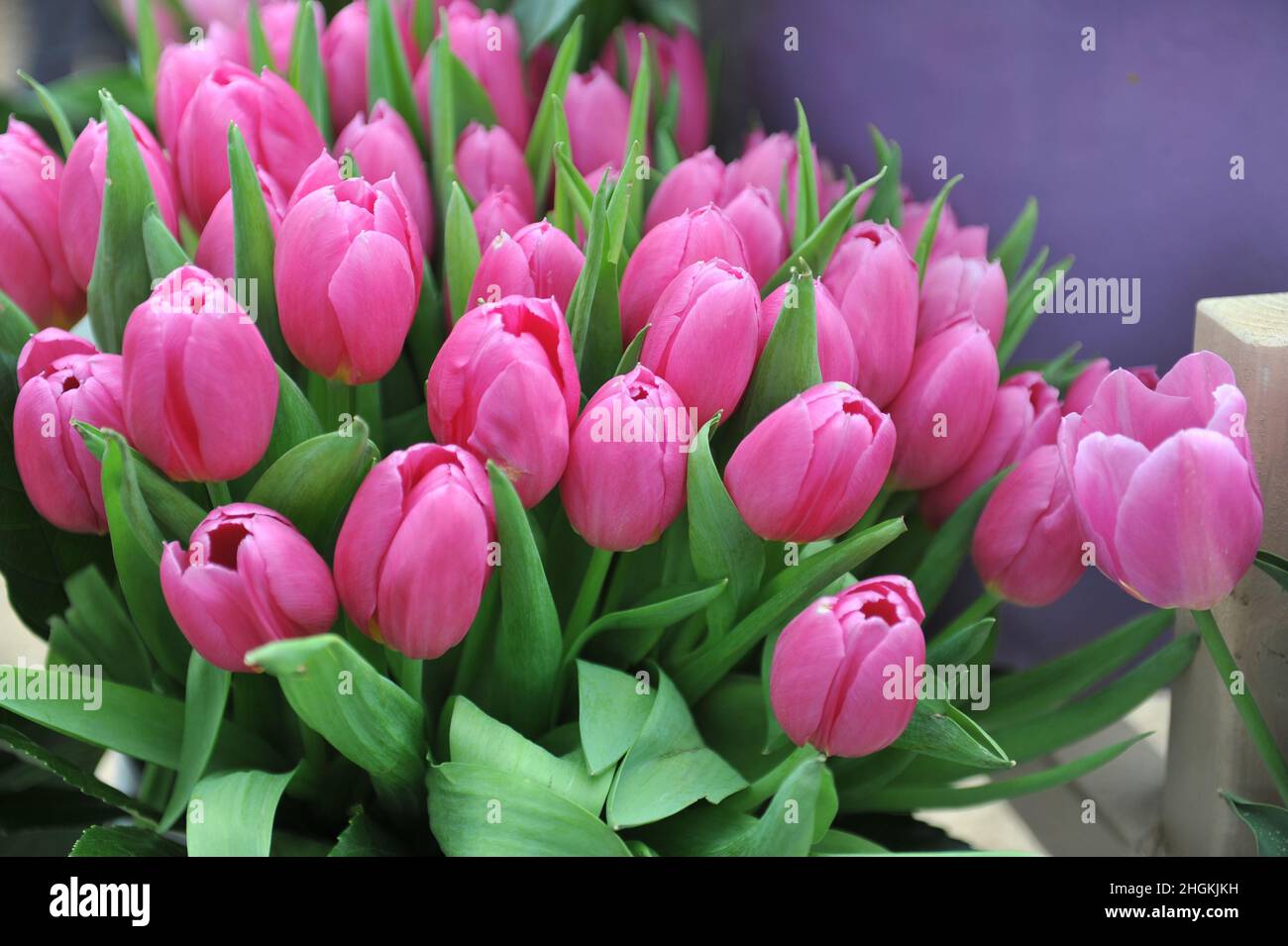 A bouquet of pink Triumph tulips (Tulipa) Ivanka in a garden in April ...