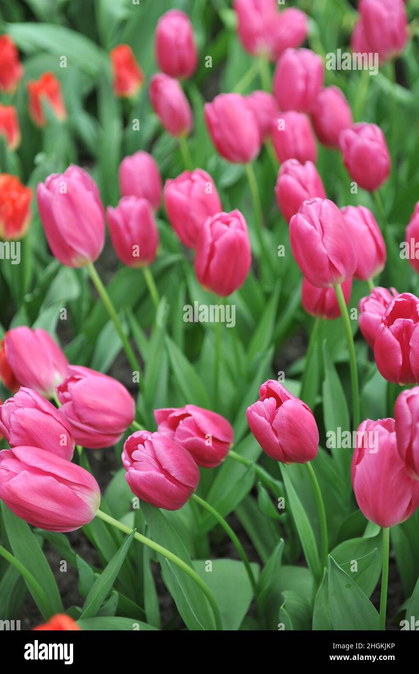 Pink Triumph tulips (Tulipa) Ivanka bloom in a garden in April Stock ...