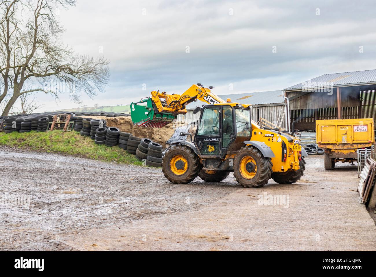 JCB telescopic handler or telehandler working in farm yard and barn in ...