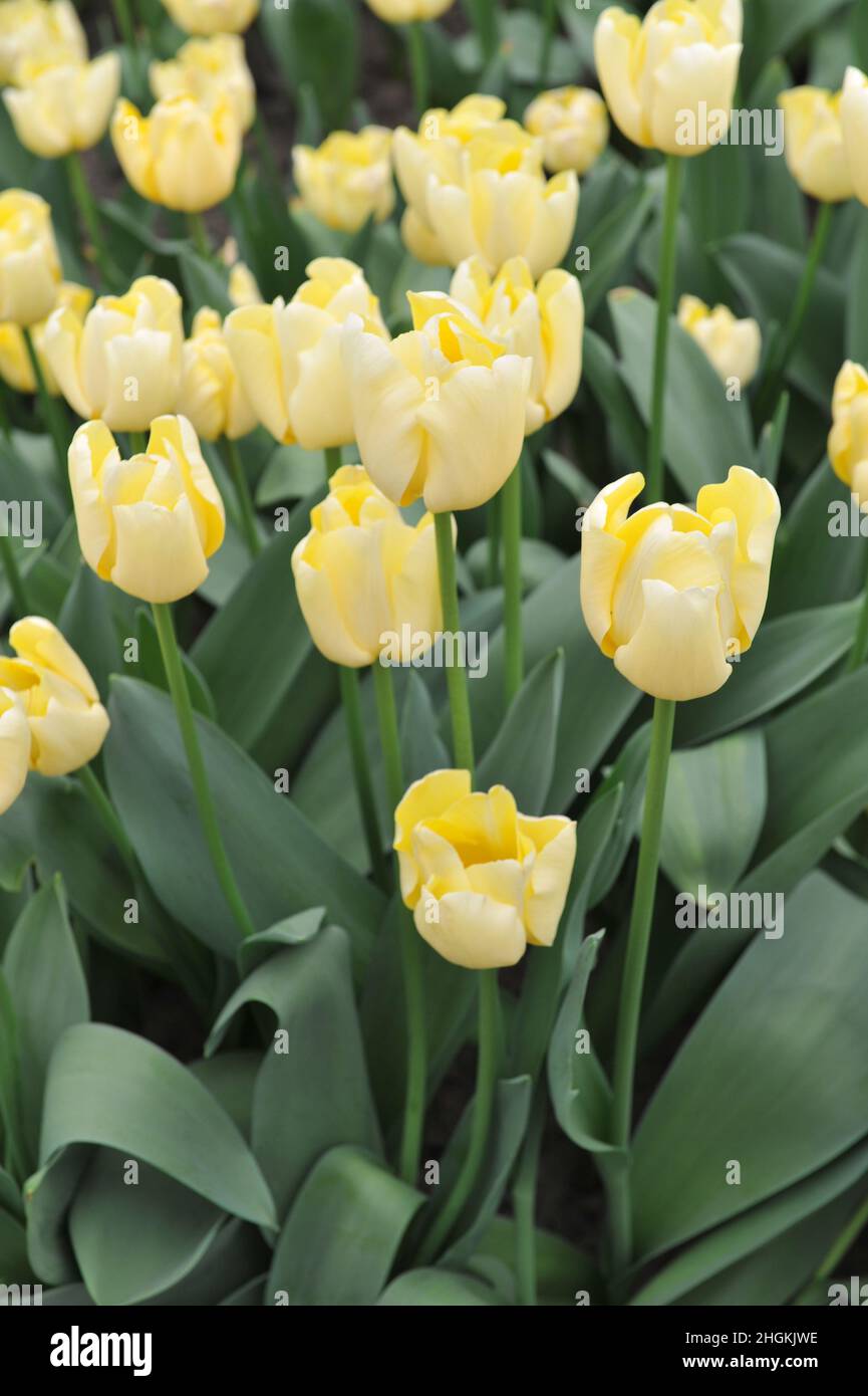 Yellow Triumph tulips (Tulipa) Ivory Princess bloom in a garden in ...