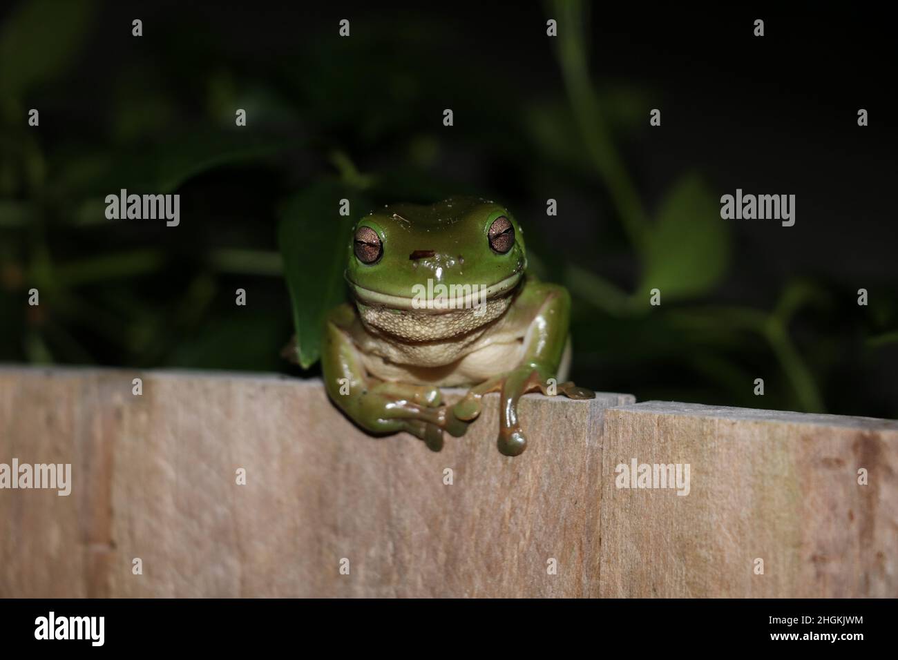 Green tree frog Stock Photo - Alamy