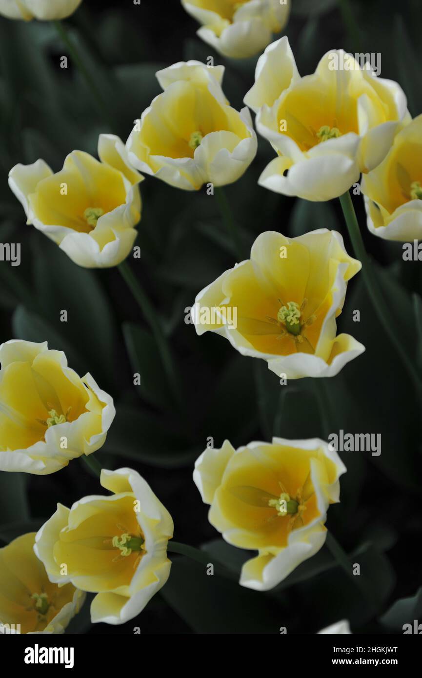 Yellow Triumph tulips (Tulipa) Ivory Queen bloom in a garden in April ...
