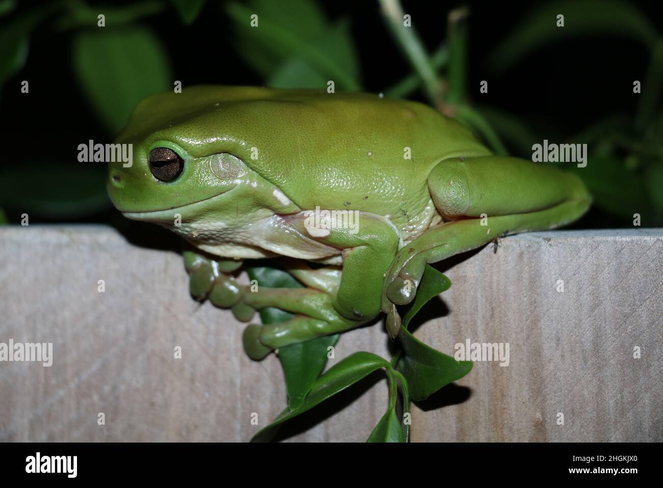 Green tree frog Stock Photo - Alamy