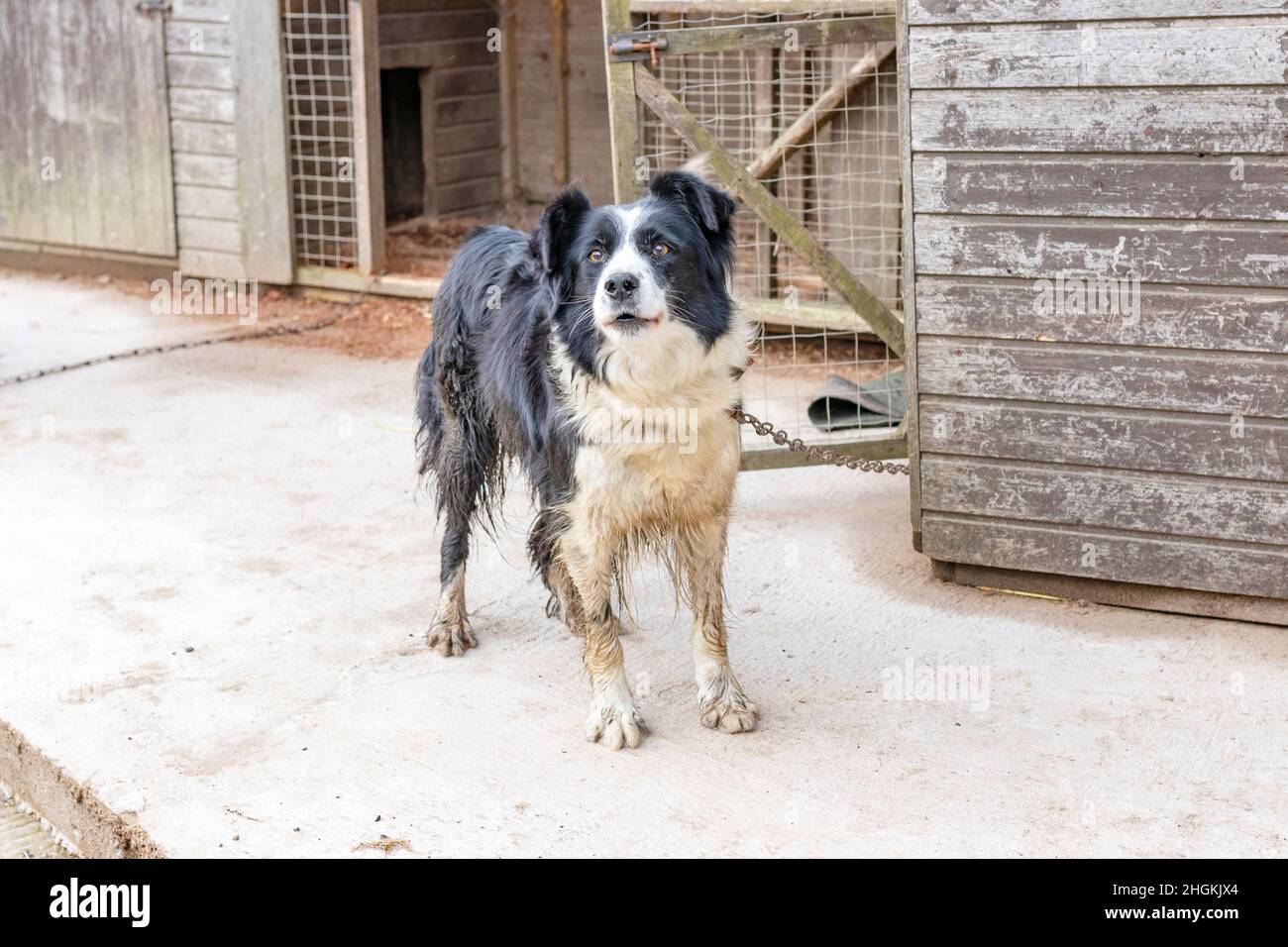 Angry border collie dog hi-res stock photography and images - Alamy