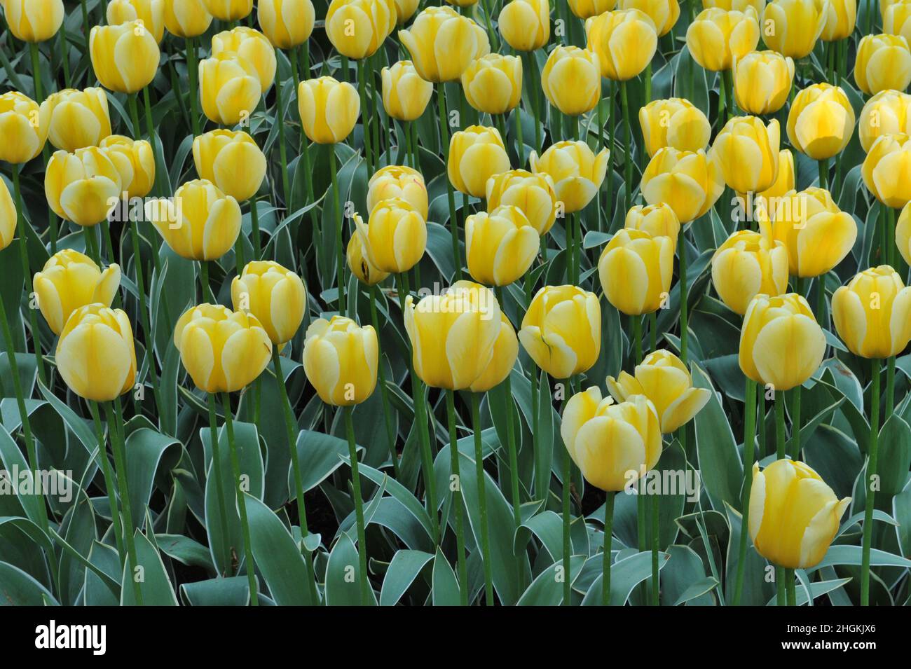 Yellow Darwin Hybrid tulips (Tulipa) Jaap Groot with variegated leaves ...