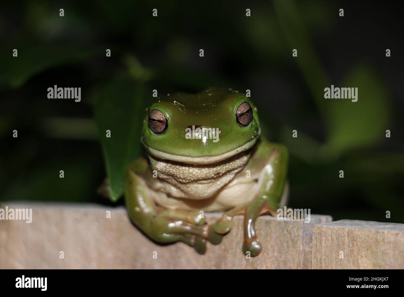 Happy cute frogs hi-res stock photography and images - Alamy