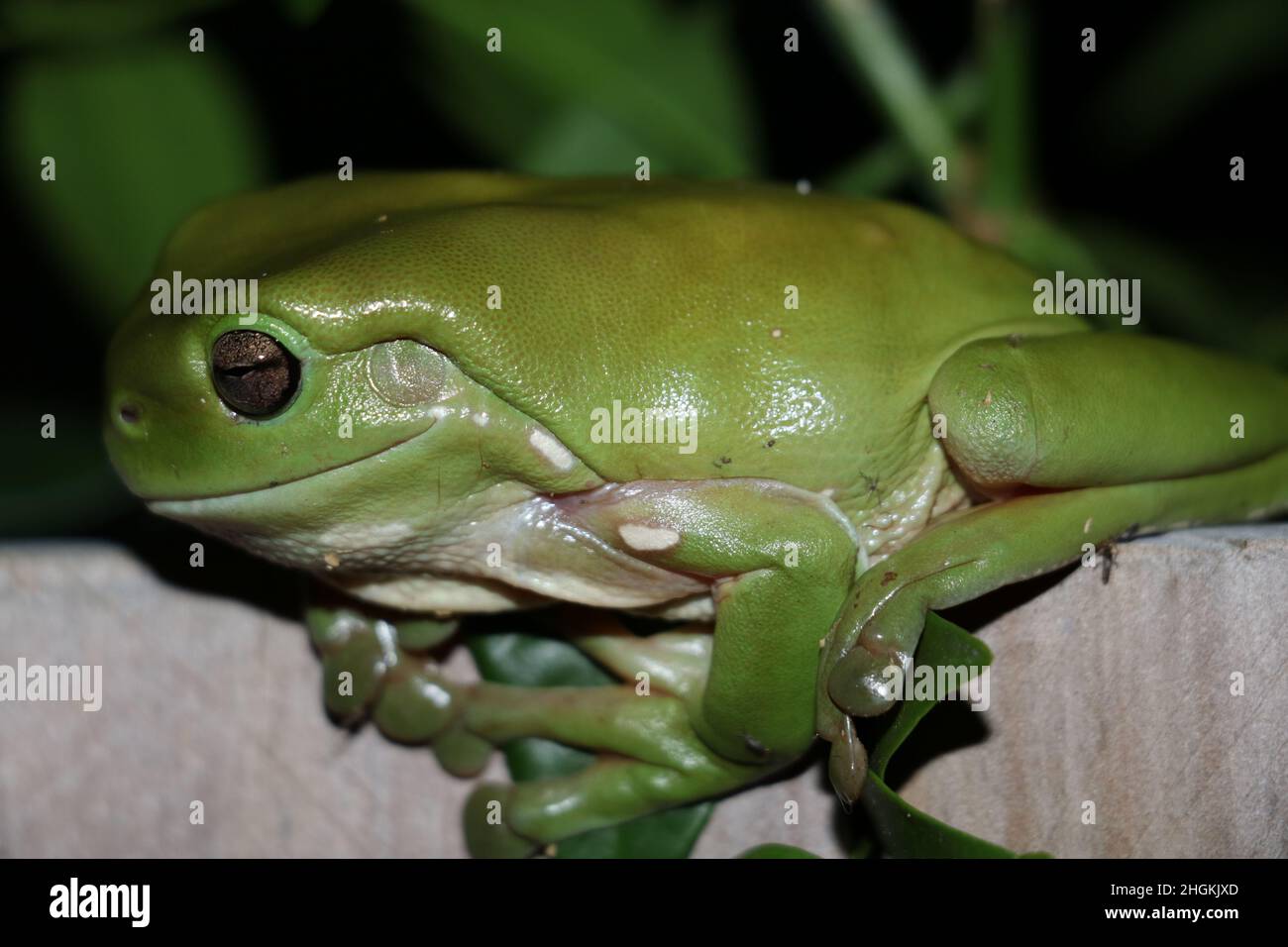 Green tree frog Stock Photo - Alamy