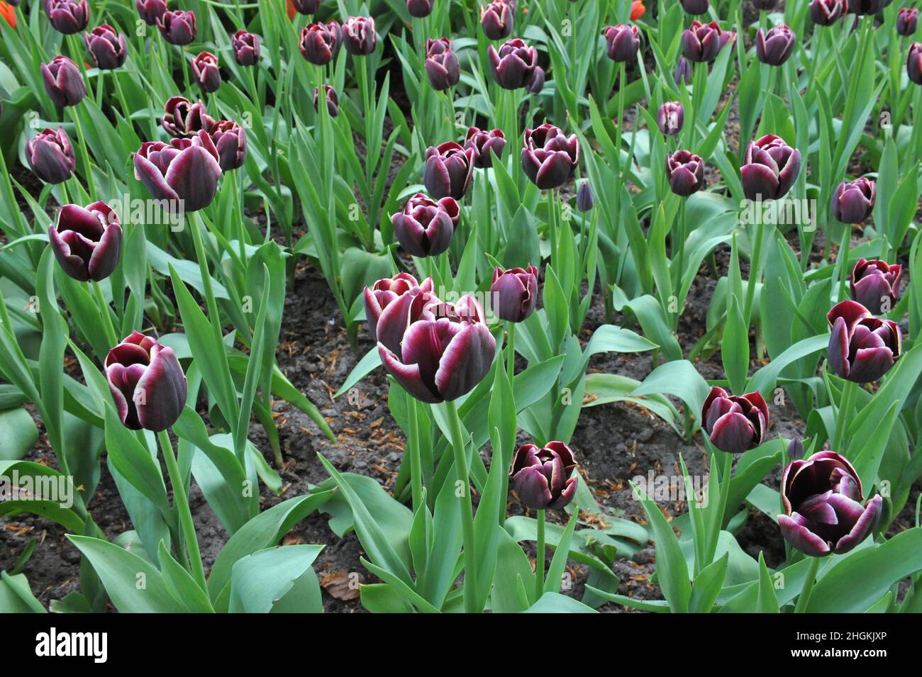 Dark purple Triumph tulips (Tulipa) Jackpot bloom in a garden in April ...