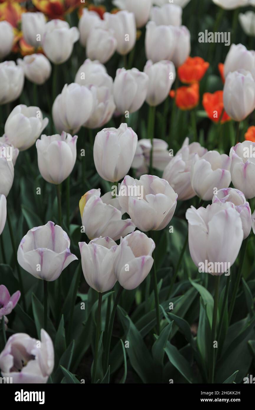 Lilac pink Triumph tulips (Tulipa) Jacuzzi bloom in a garden in April ...