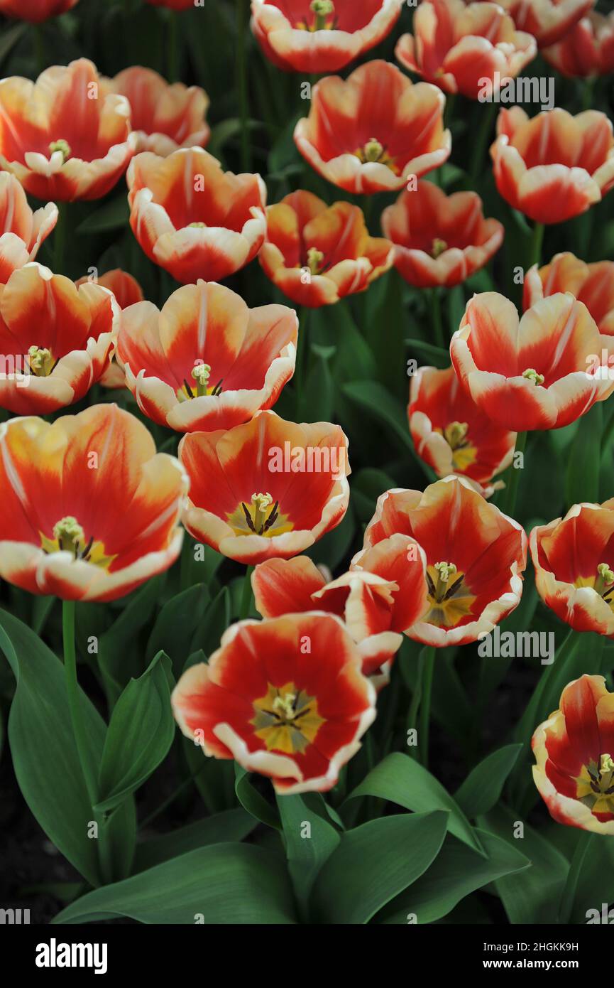 Red and white Triumph tulips (Tulipa) Jan Buis bloom in a garden in April Stock Photo - Alamy
