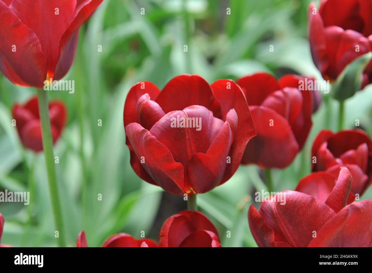 Red Triumph tulips (Tulipa) Jan Reus bloom in a garden in April Stock ...
