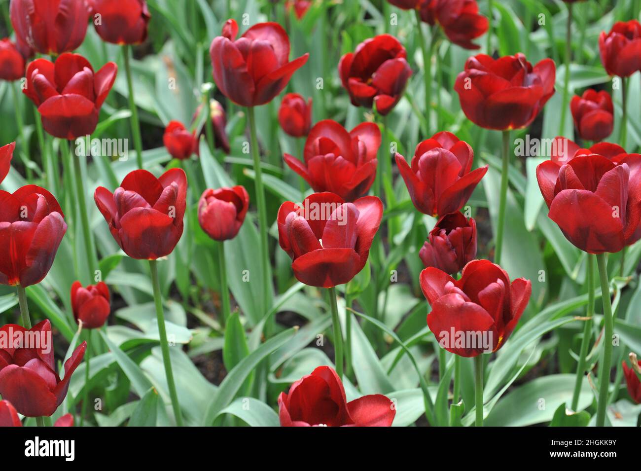 Red Triumph tulips (Tulipa) Jan Reus bloom in a garden in April Stock ...