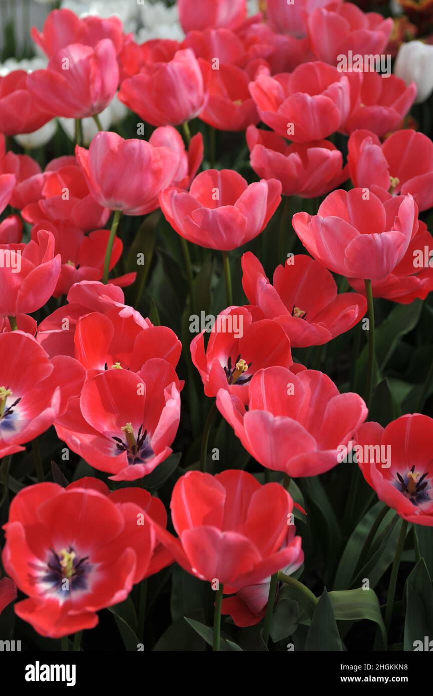 Red Triumph tulips (Tulipa) Joh. Schouw bloom in a garden in April ...