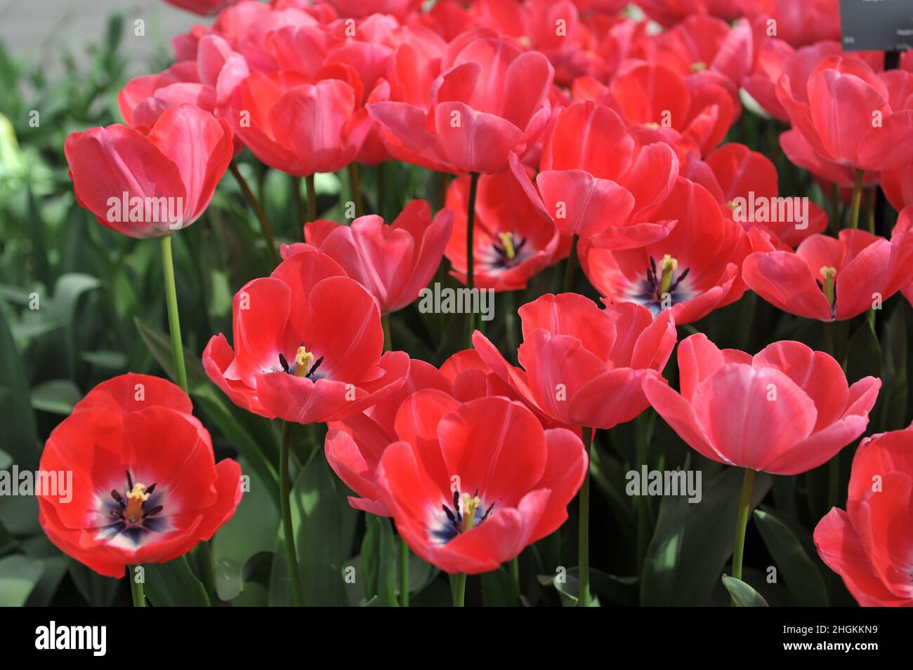 Red Triumph tulips (Tulipa) Joh. Schouw bloom in a garden in April ...
