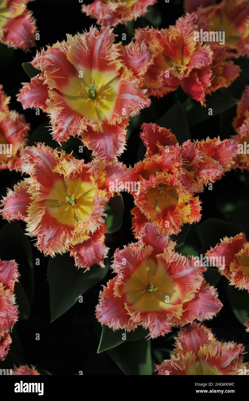 Red and yellow fringed tulips (Tulipa) Joint Devision bloom in a garden ...