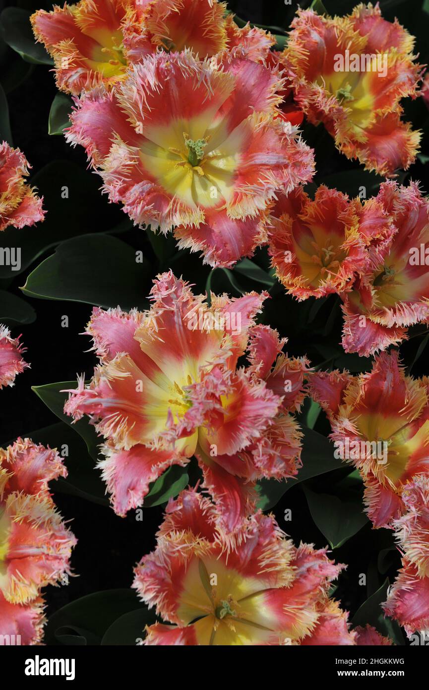 Red and yellow fringed tulips (Tulipa) Joint Devision bloom in a garden ...