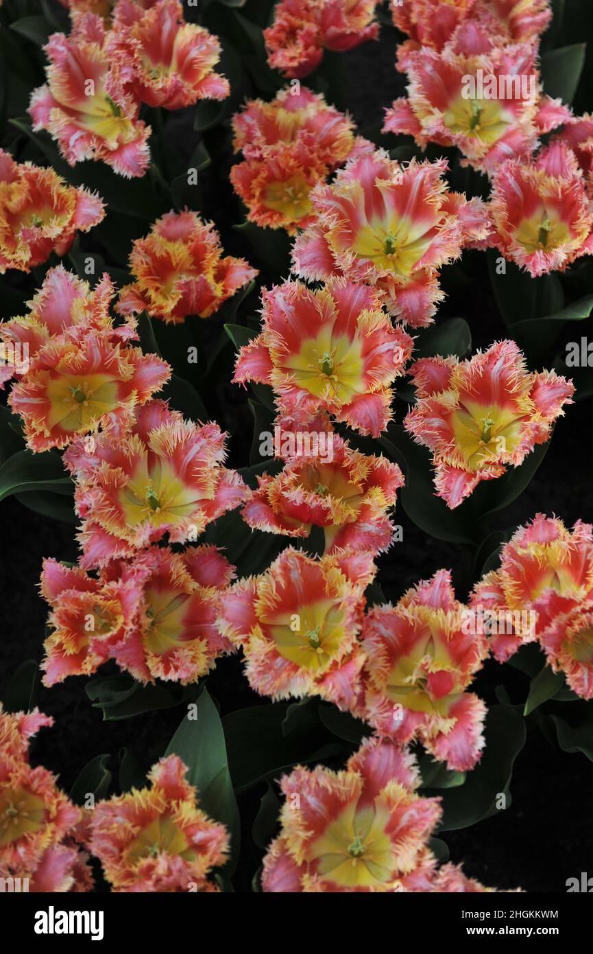 Red and yellow fringed tulips (Tulipa) Joint Devision bloom in a garden ...