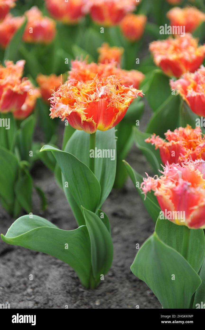 Red and yellow fringed tulips (Tulipa) Joint Devision bloom in a garden ...