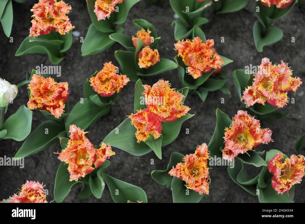 Red and yellow fringed tulips (Tulipa) Joint Devision bloom in a garden ...