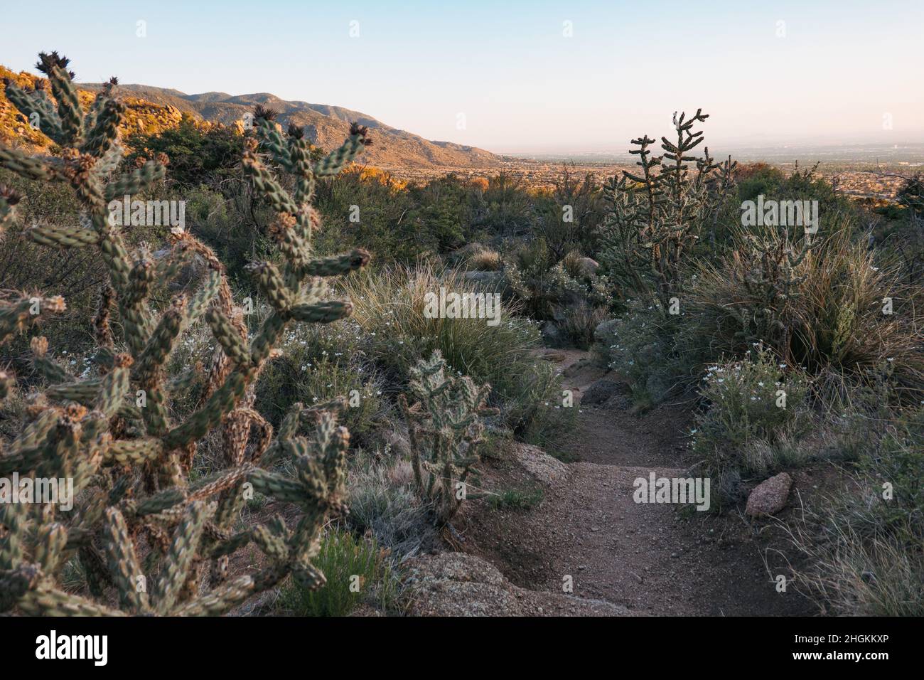 Nature plants sandia mountains hi-res stock photography and images - Alamy