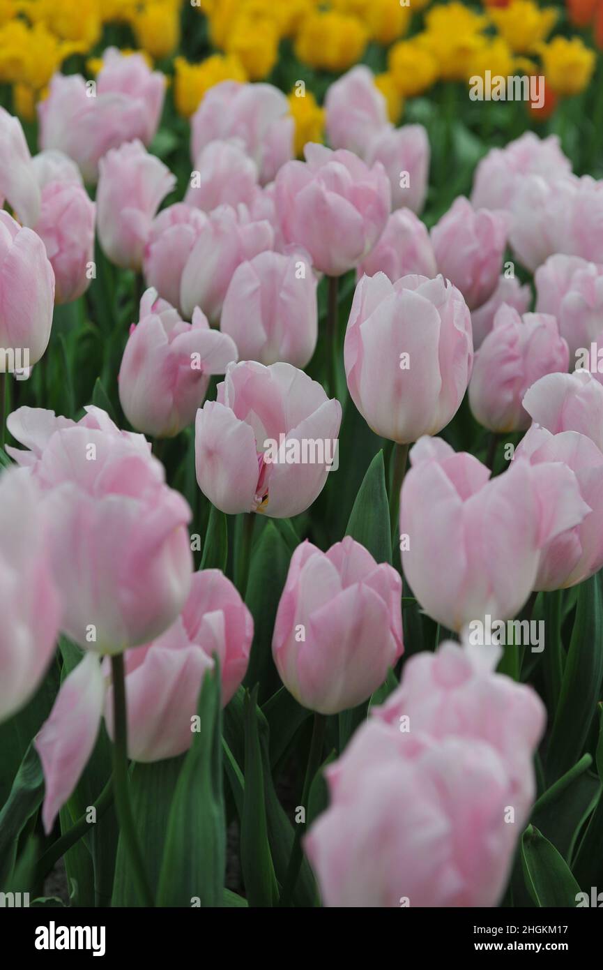 Lilac pink Triumph tulips (Tulipa) Jordan bloom in a garden in April ...