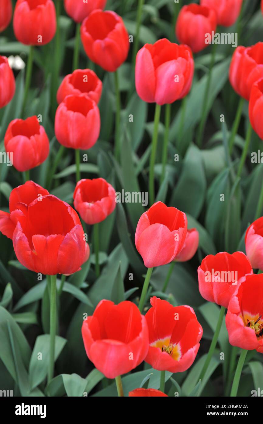 Red Triumph tulips (Tulipa) Judith Ruby bloom in a garden in April ...