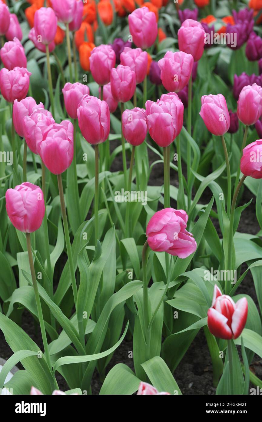 Pink Triumph tulips (Tulipa) Jumbo Pink bloom in a garden in March ...