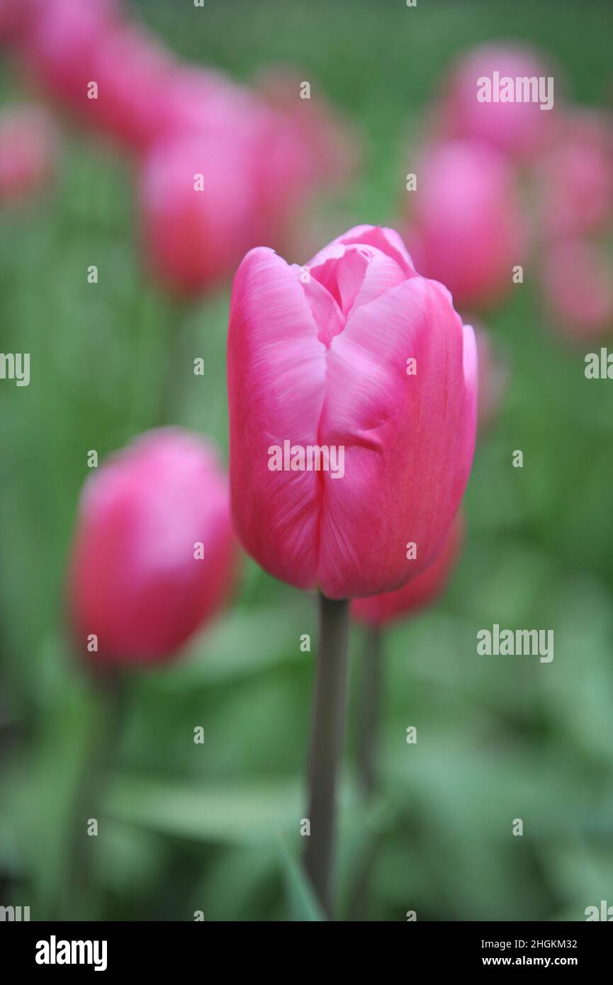 Pink Triumph tulips (Tulipa) Jumbo Pink bloom in a garden in March ...