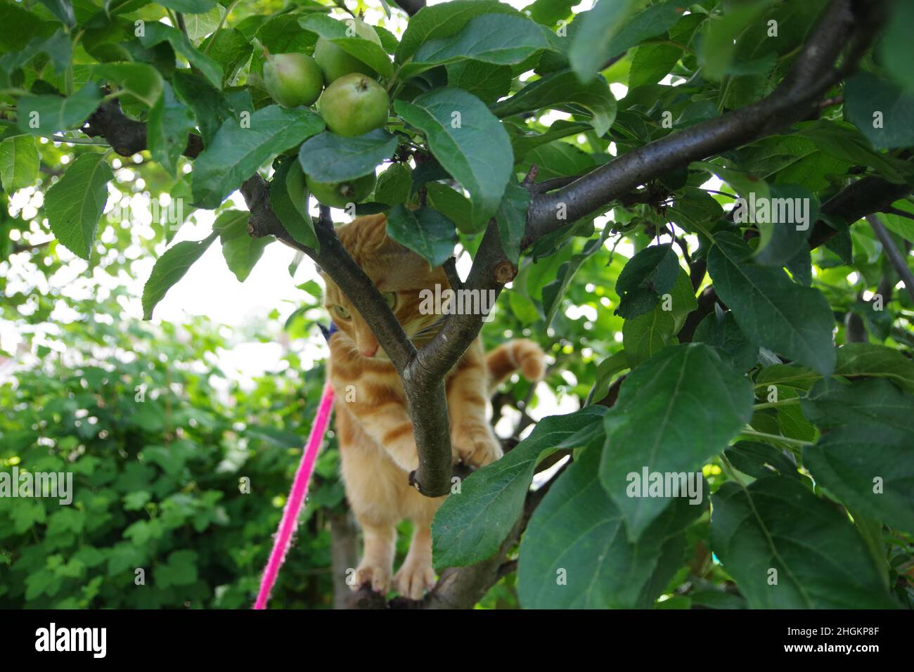 Ginger tabby cat hi-res stock photography and images - Alamy