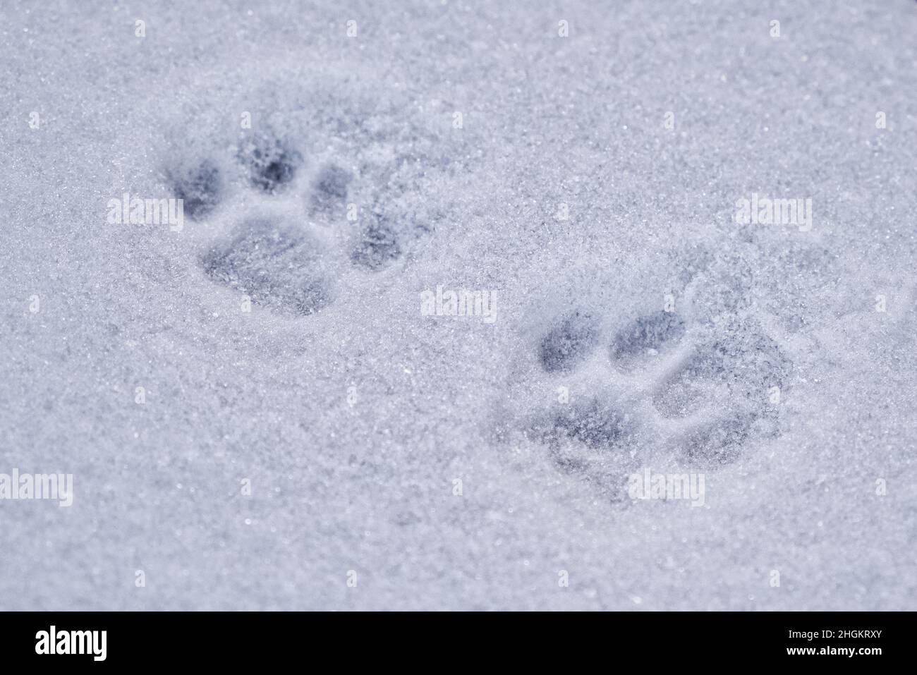 Cat footprint hi-res stock photography and images - Alamy