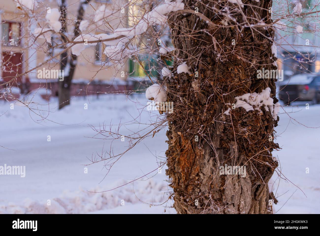 The tree branches in winter. A gnarled and old tree trunk on the street ...